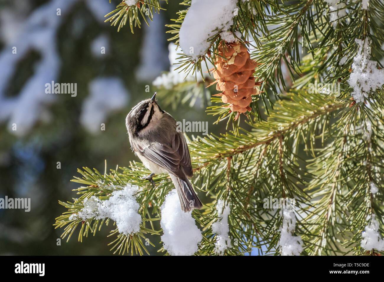 Mountain chickadee in snow hi-res stock photography and images - Alamy