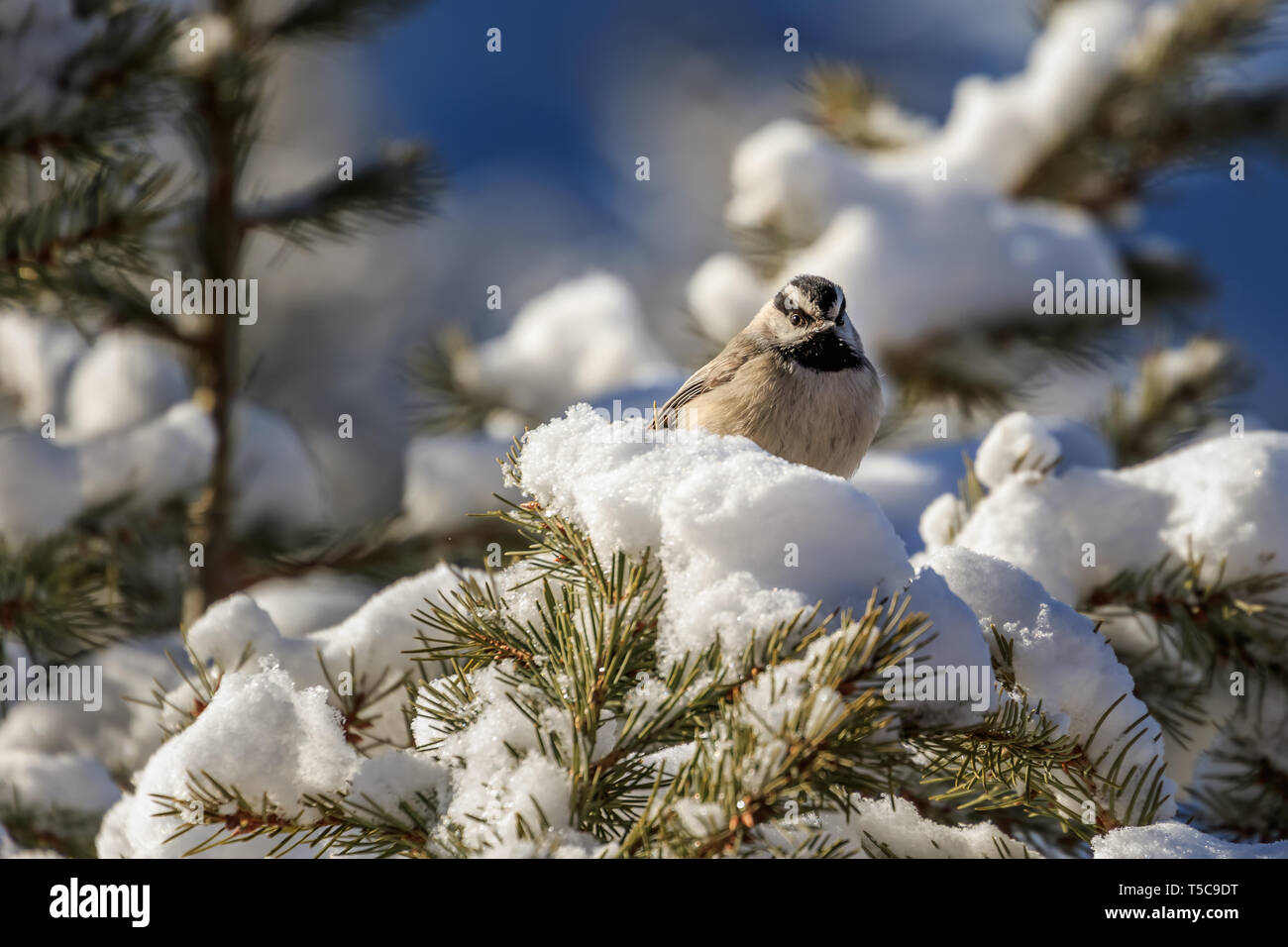 Mountain chickadee in snow hi-res stock photography and images - Alamy