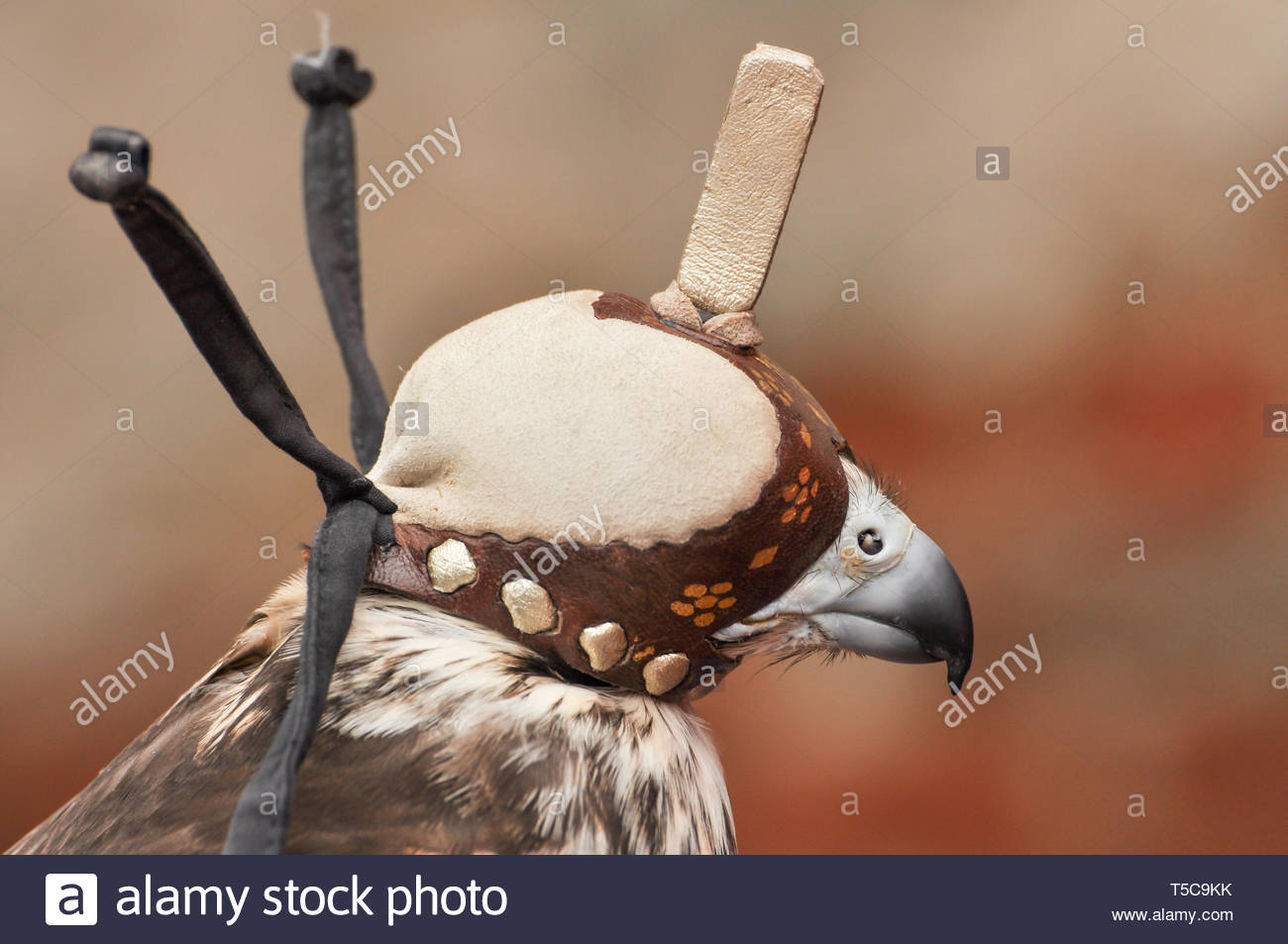 Hooded Peregrine Falcon Stock Photos & Hooded Peregrine Falcon Stock ...