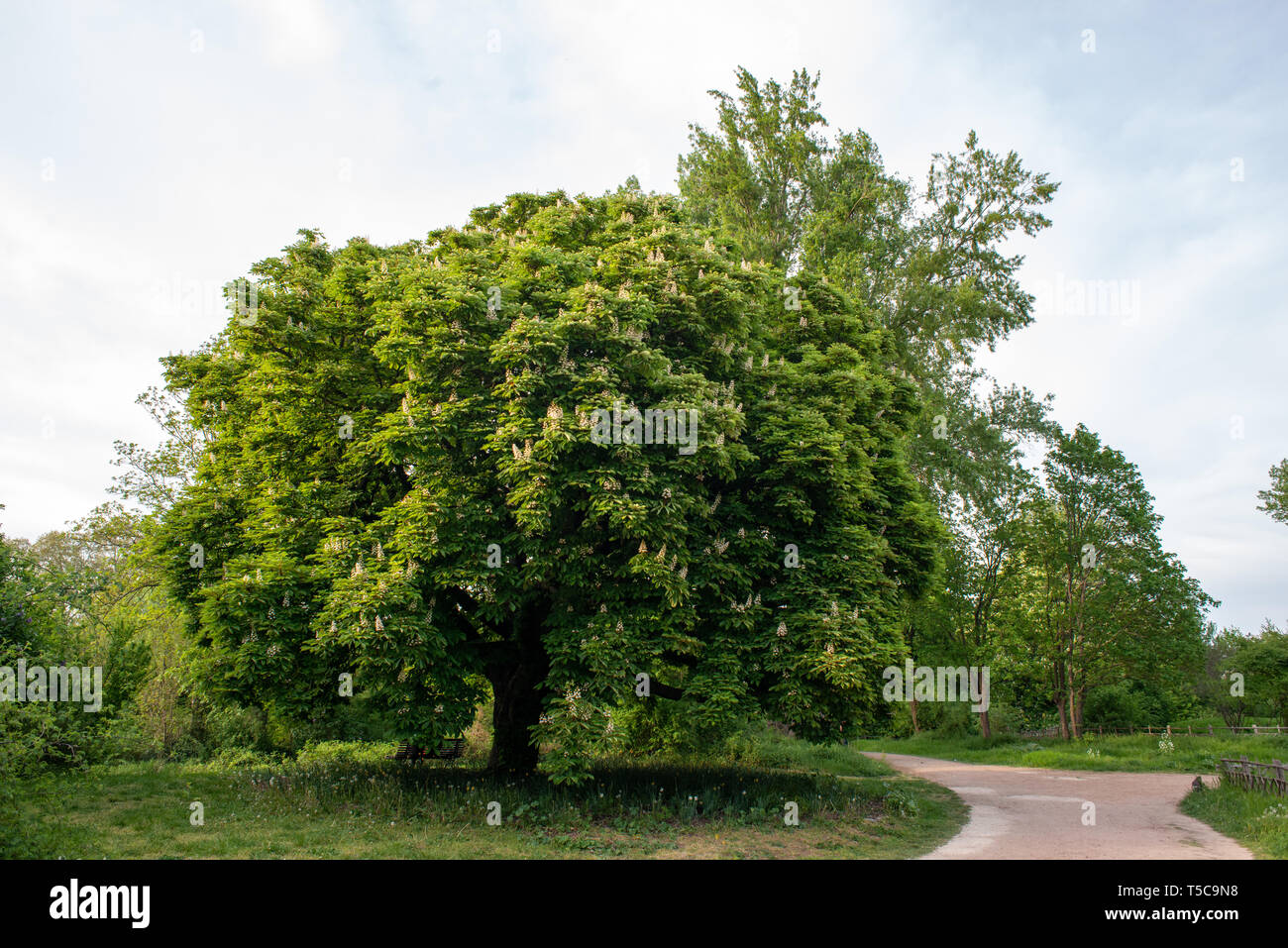 Tree of chastity hi-res stock photography and images - Alamy