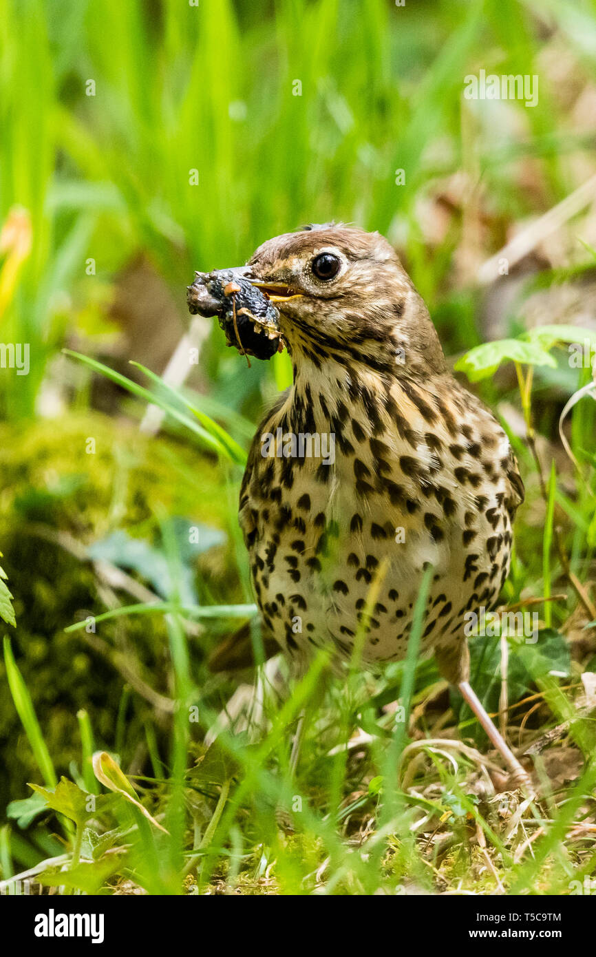 Song thrush with a bill full of food for its young Stock Photo - Alamy
