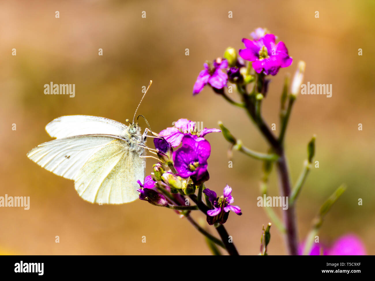 Pink white butterfly hi-res stock photography and images - Alamy