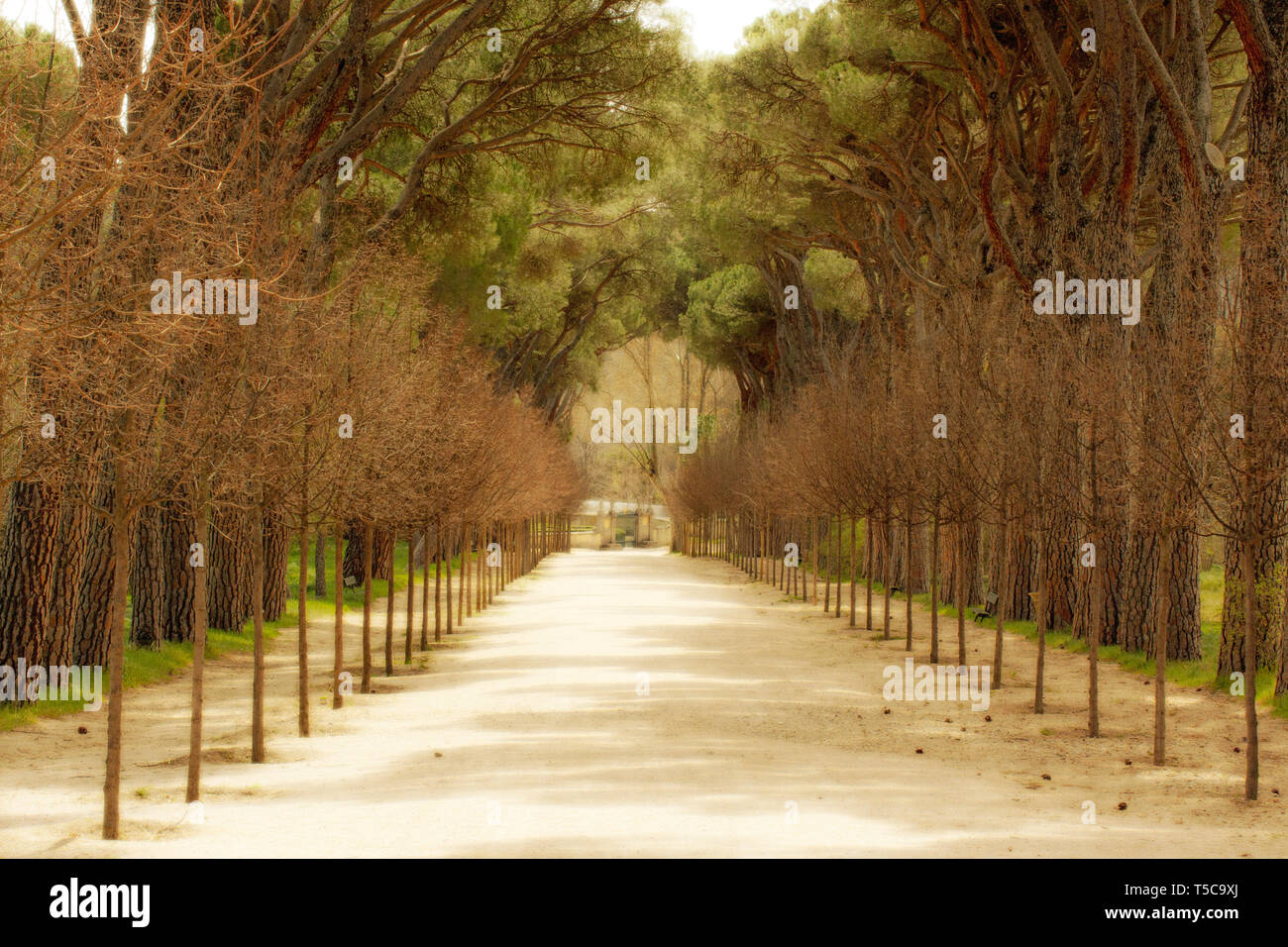 A dirt road with trees lined on both sides Stock Photo - Alamy