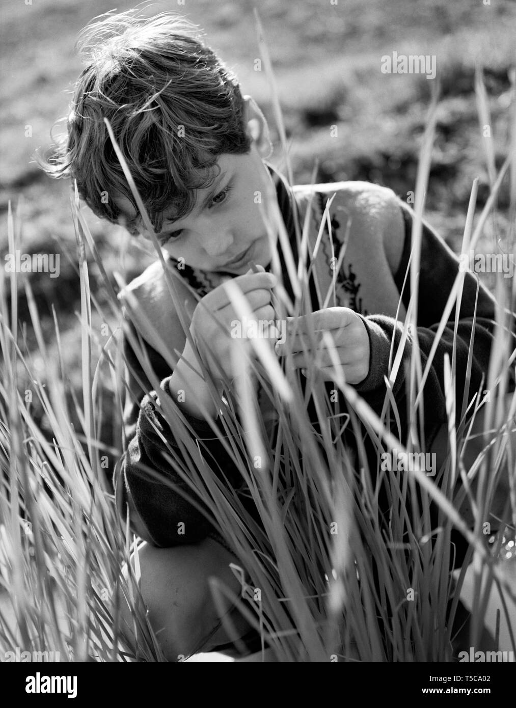 Small boy looking closely at blade of grass Stock Photo - Alamy