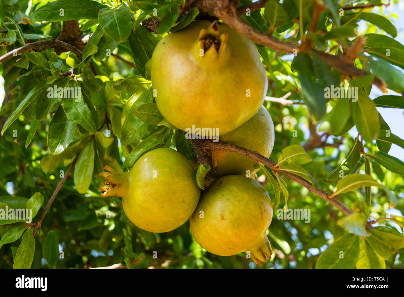 Pomegranate tree with fruits Stock Photo - Alamy