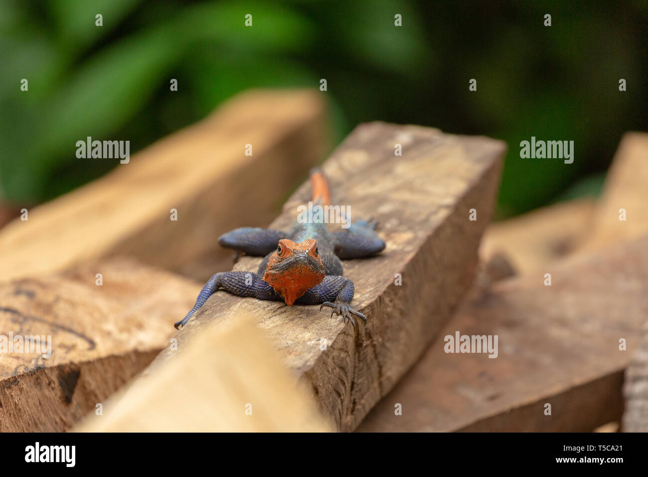 Red and blue spider hi-res stock photography and images - Alamy
