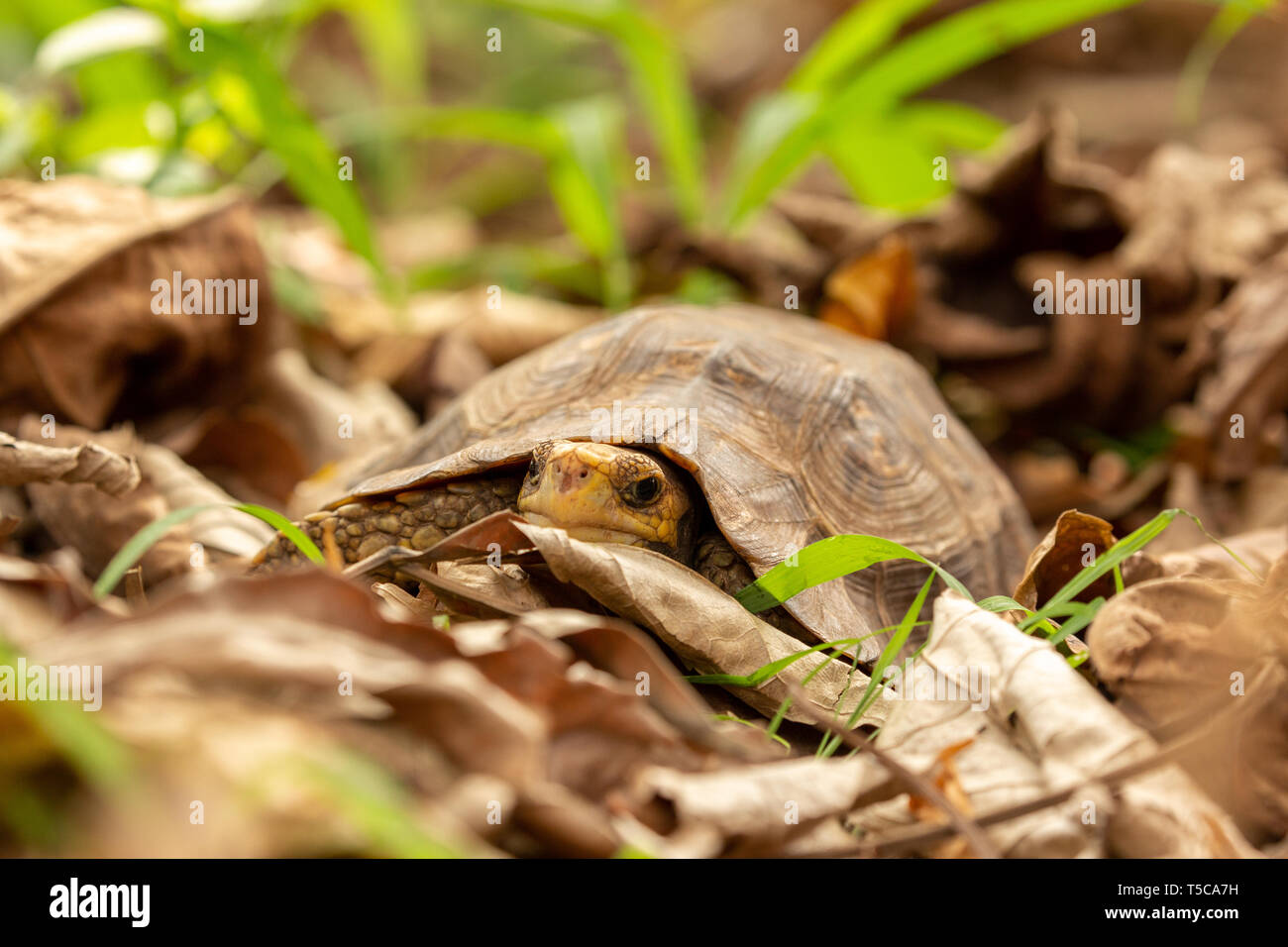 Nigerian tortoise hi-res stock photography and images - Alamy