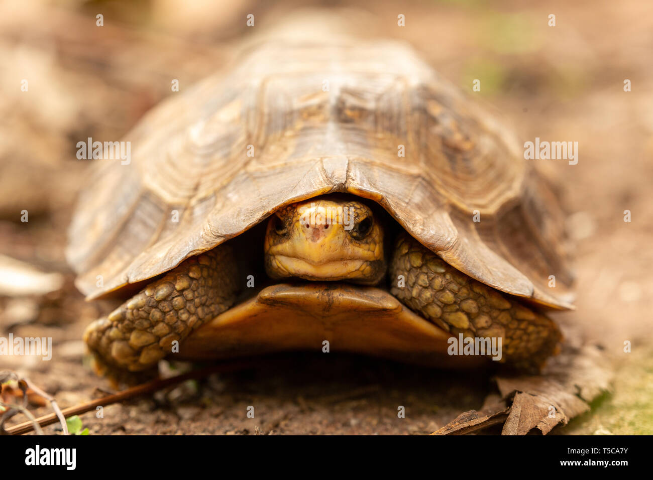 Nigerian tortoise hi-res stock photography and images - Alamy