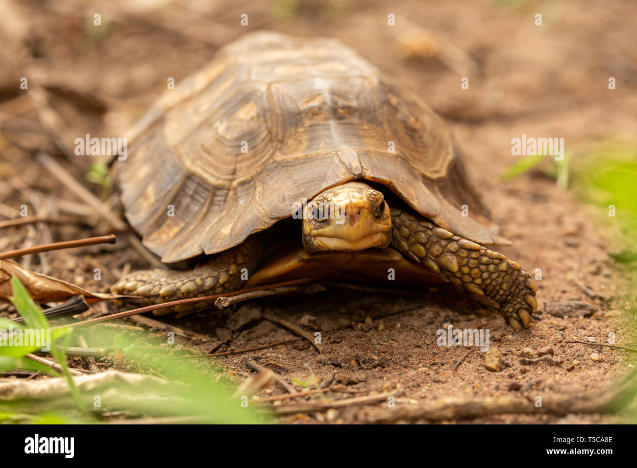 Nigerian tortoise hi-res stock photography and images - Alamy