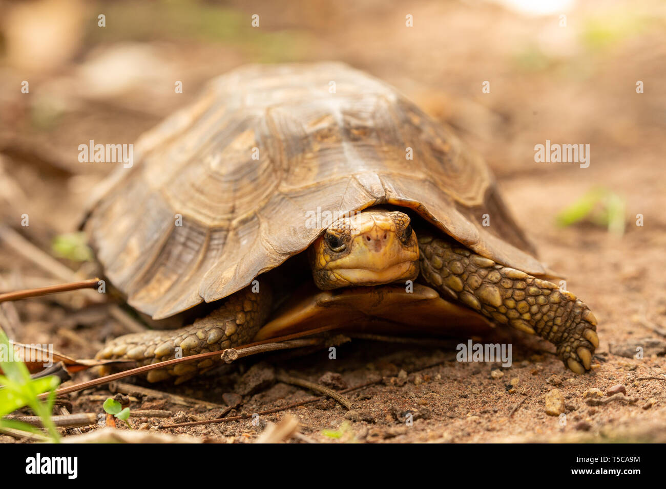 Nigerian tortoise hi-res stock photography and images - Alamy