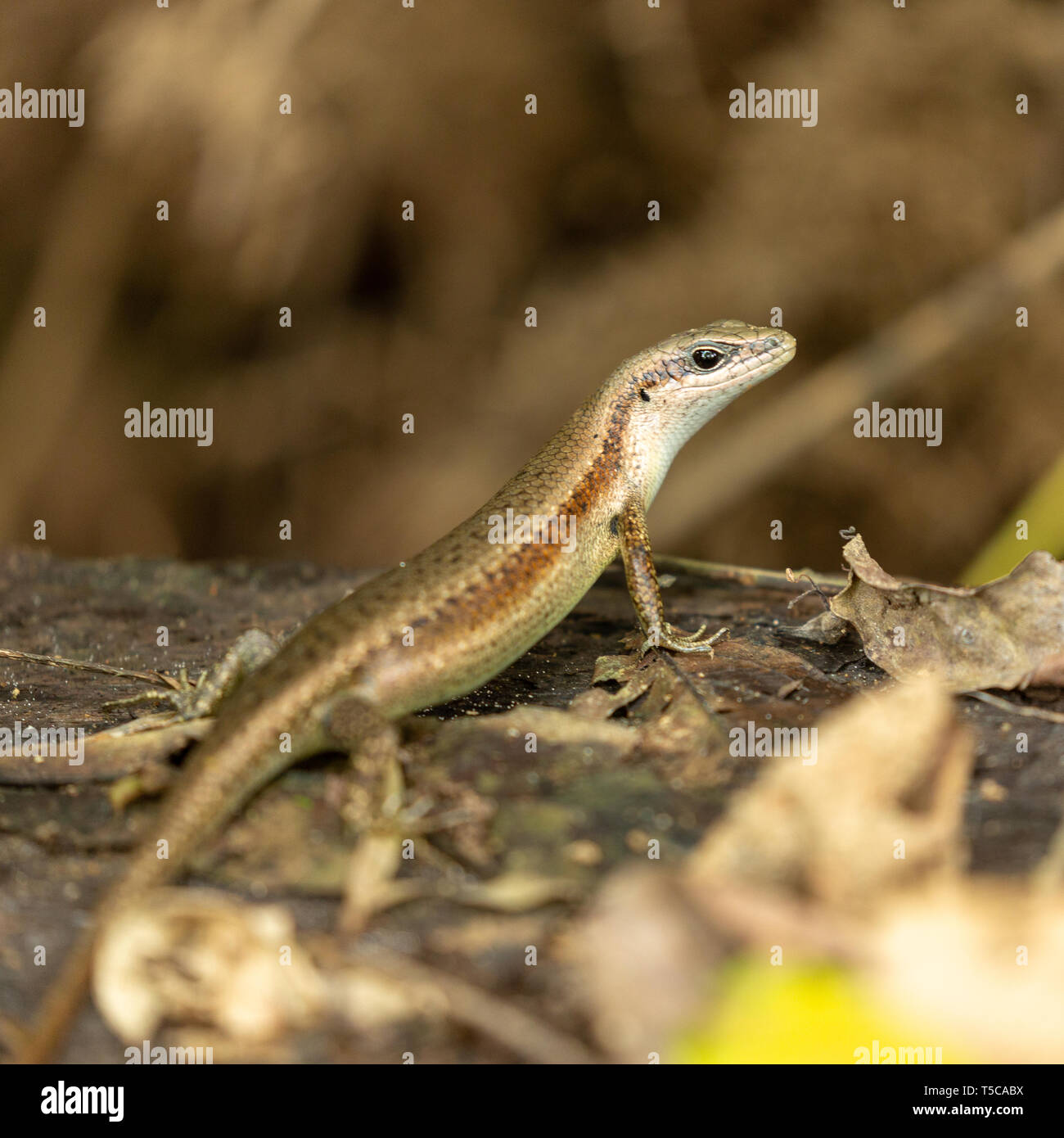 Nigerian lizard High Resolution Stock Photography and Images - Alamy