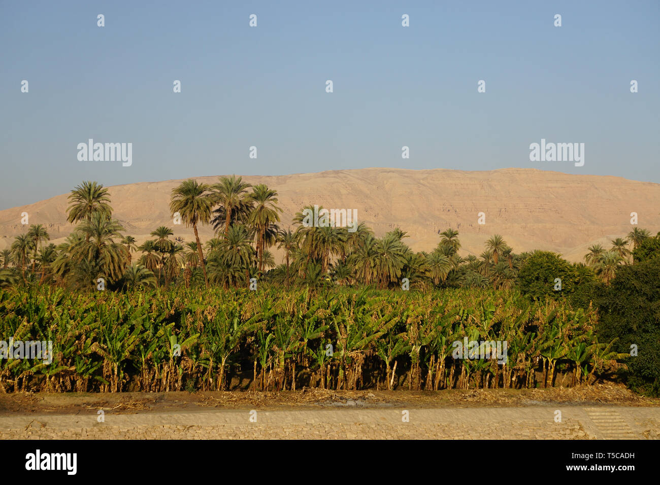 Fertile Soil Along The Nile River