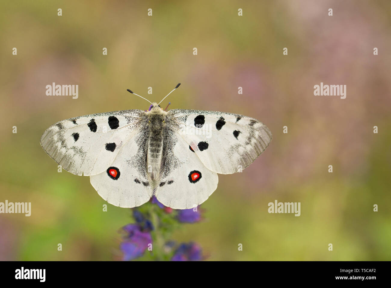 Wings wing hi-res stock photography and images - Alamy