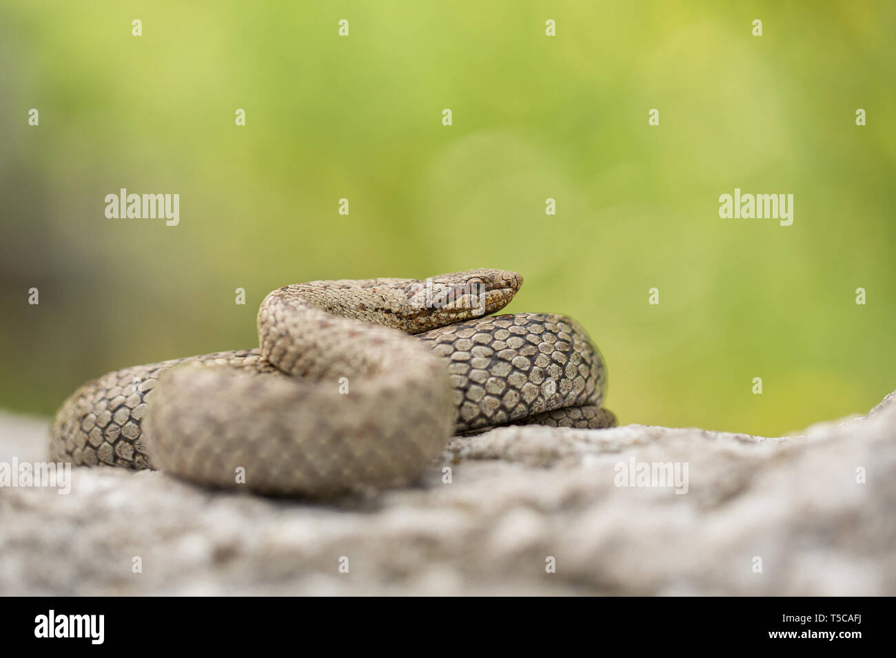 Snake smooth snake hi-res stock photography and images - Alamy