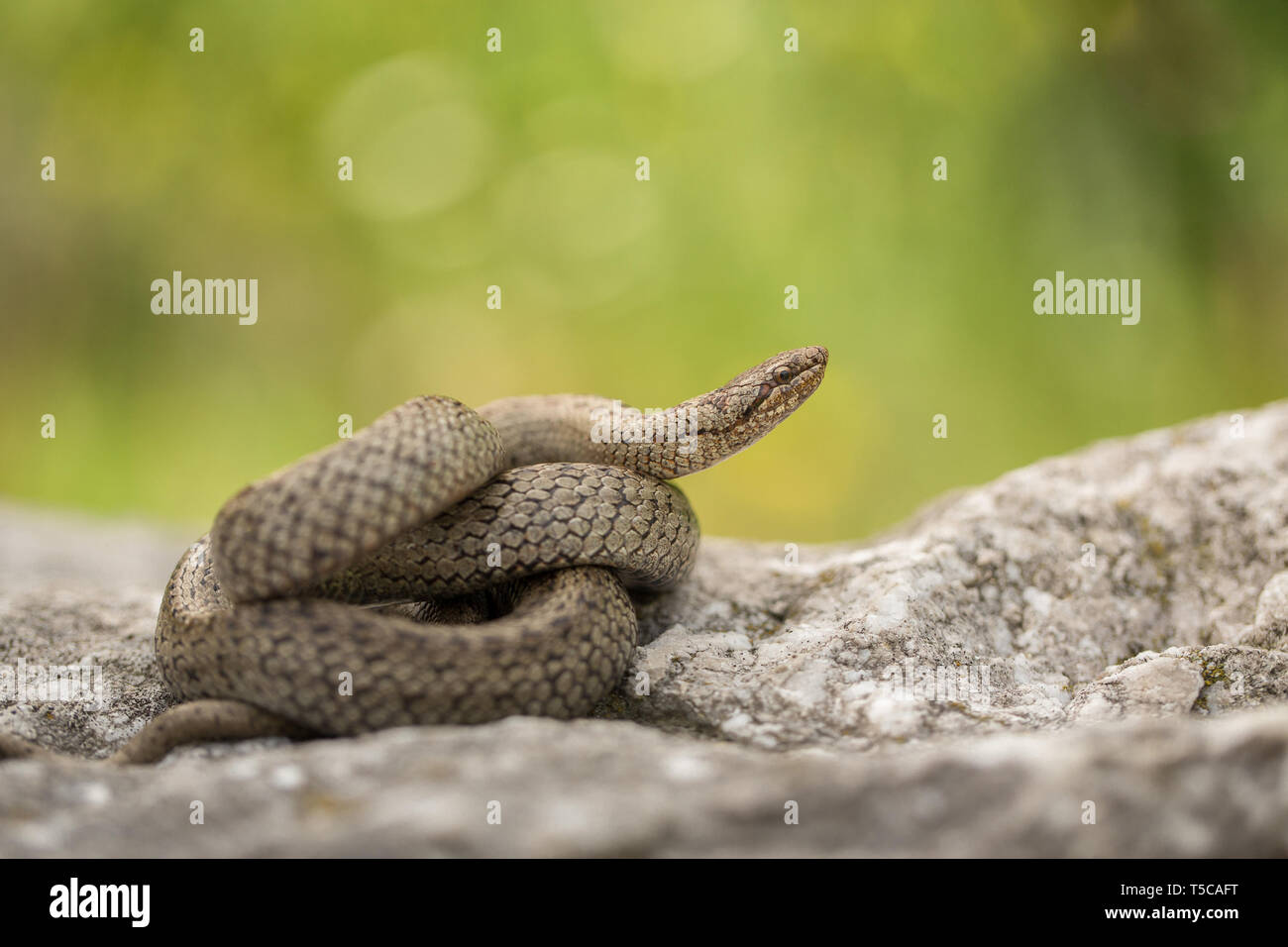 Coronella austriaca conservation hi-res stock photography and images ...