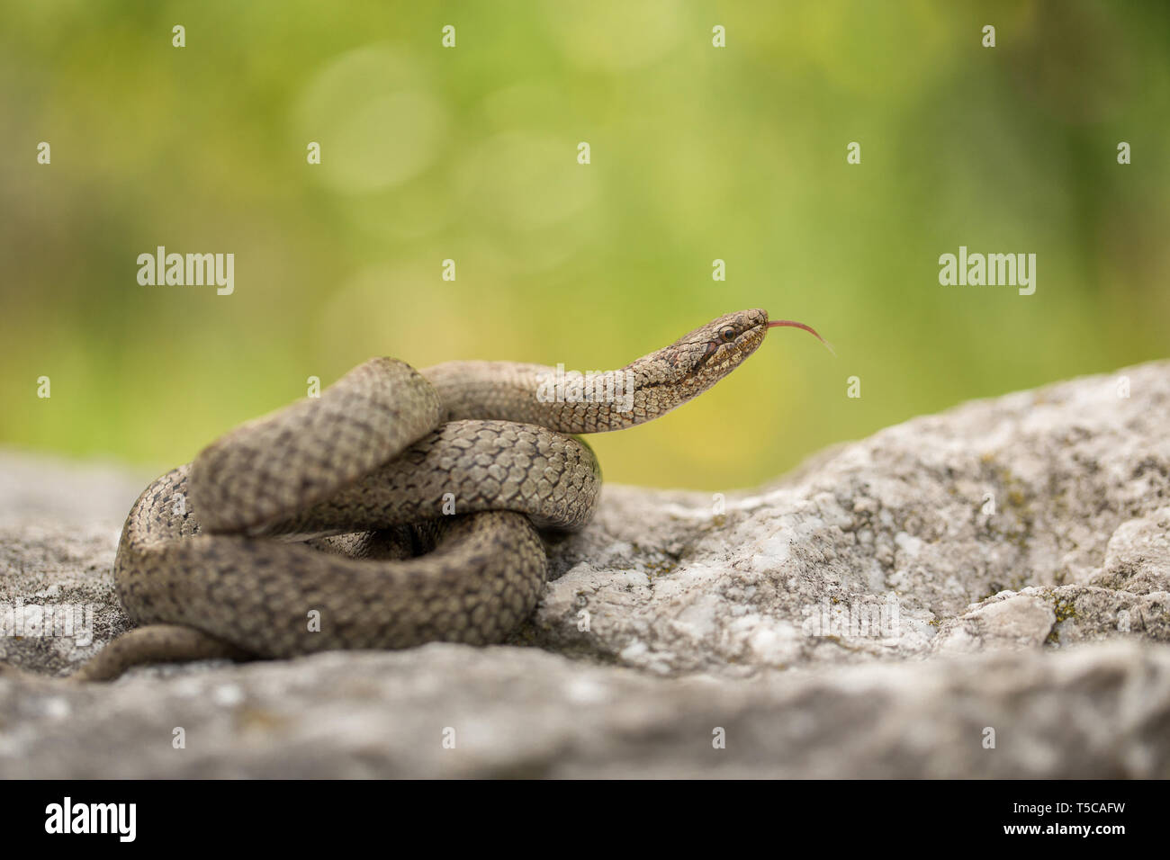 Smooth snake hi-res stock photography and images - Alamy