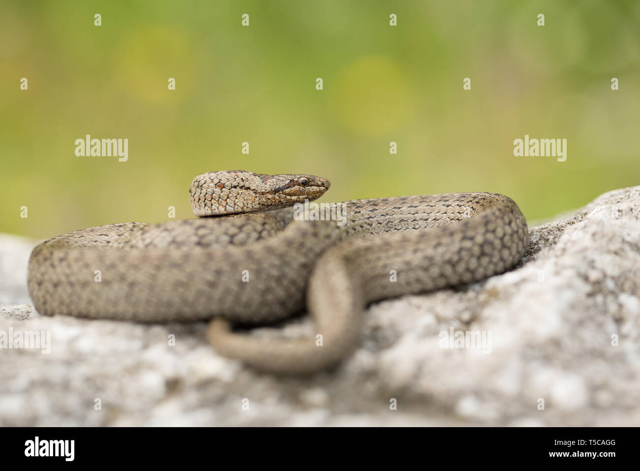 Coronella austriaca conservation hi-res stock photography and images ...