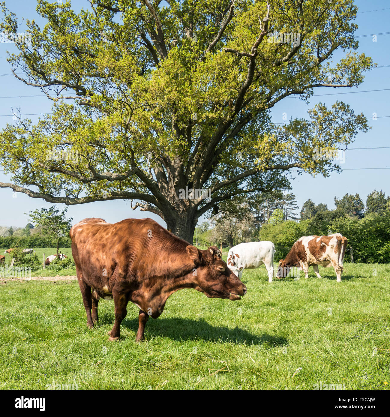 "Letting out of the Cows" festival at Bhaktivedanta Manor near Watford ...