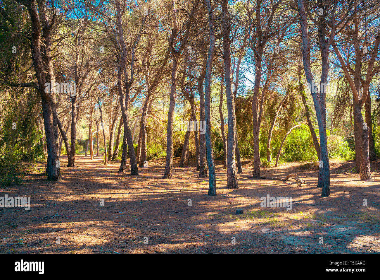 Pine forest on sunny day. Spanish forest landscape, summer holidays ...