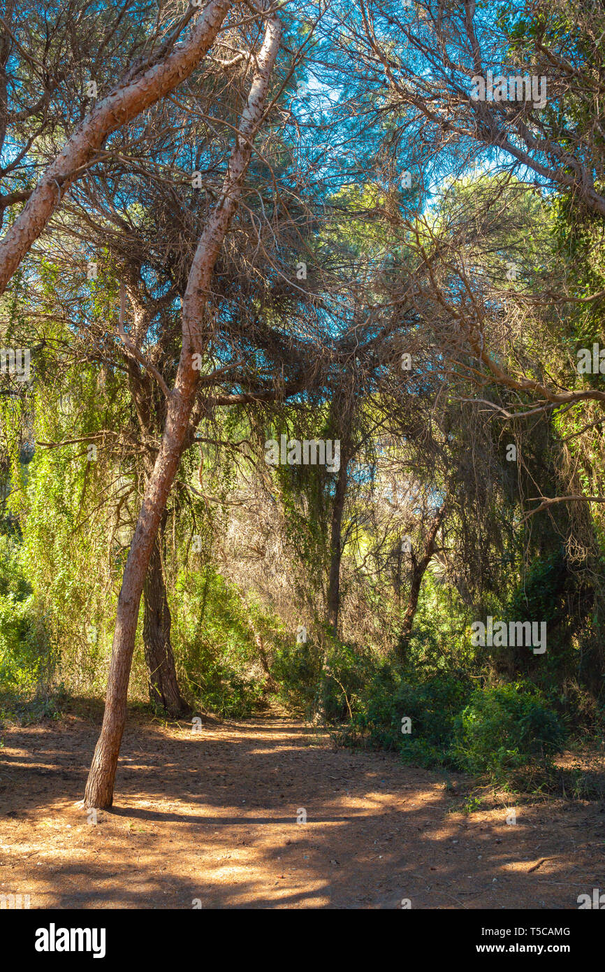 Pine forest on sunny day. Spanish forest landscape, summer holidays ...