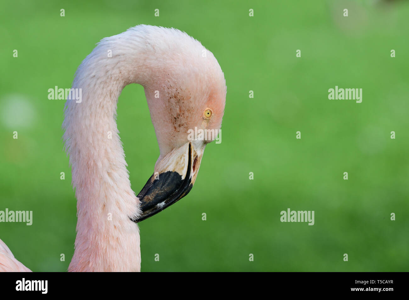 Closeup shot flamingo birds hi-res stock photography and images - Alamy
