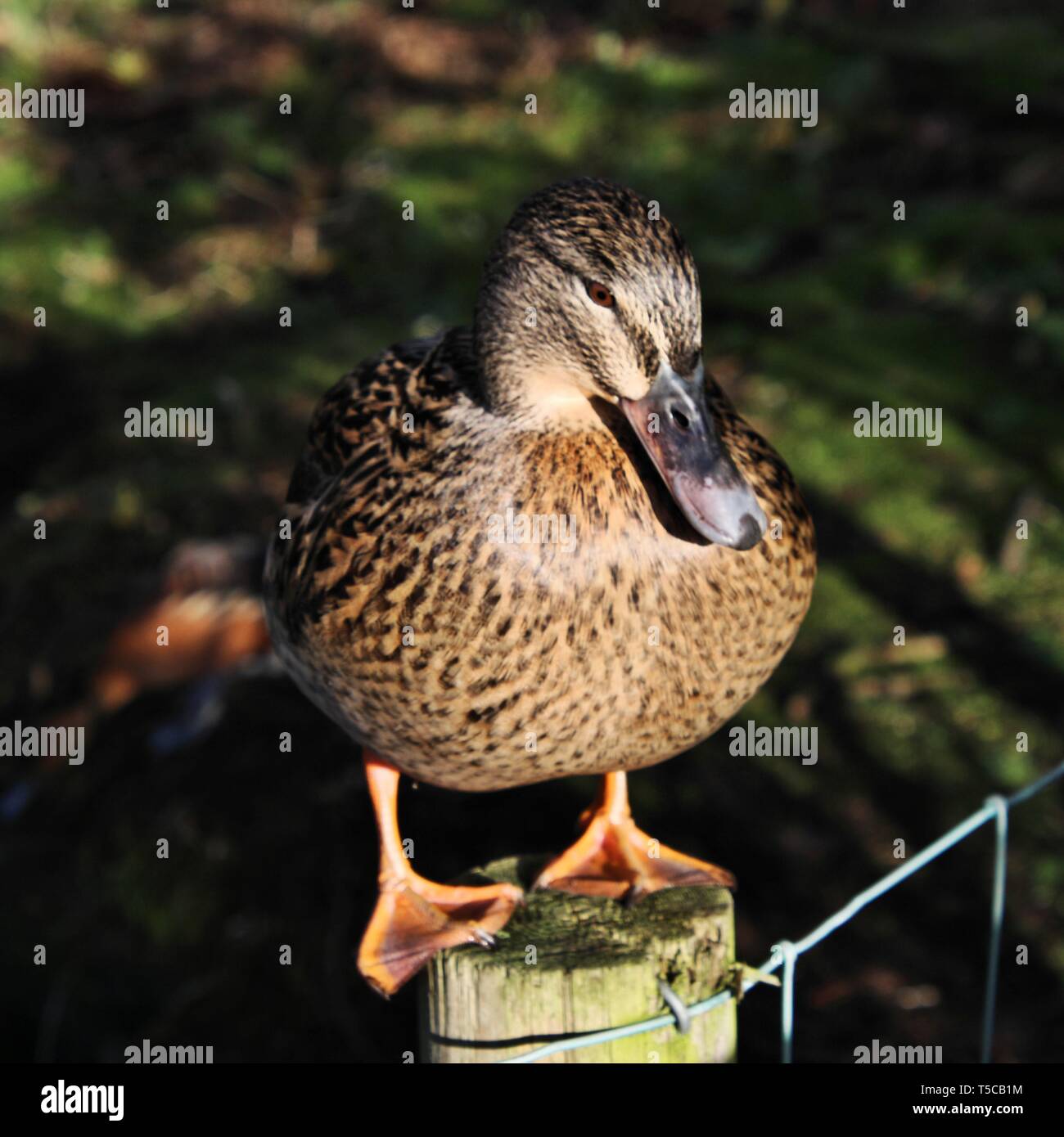 A picture of a female Mallard on a post Stock Photo - Alamy