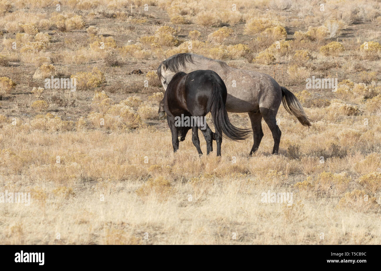 Wild Horse Stallions Fighting Stock Photo - Alamy