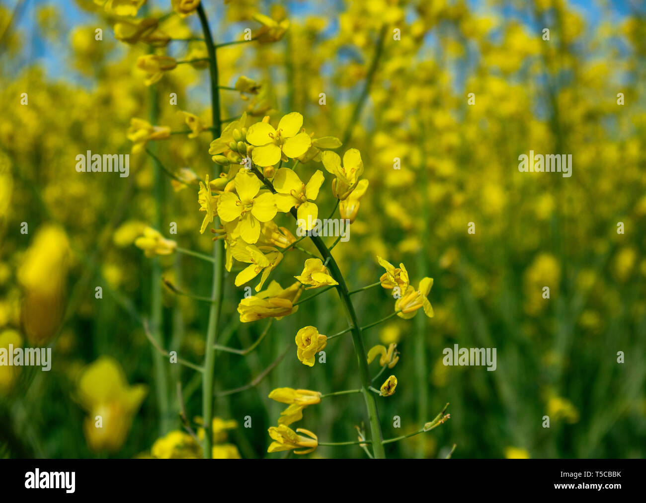 Rapeseed field, Blooming canola flowers close up. Rape on the field in summer. Bright Yellow ...