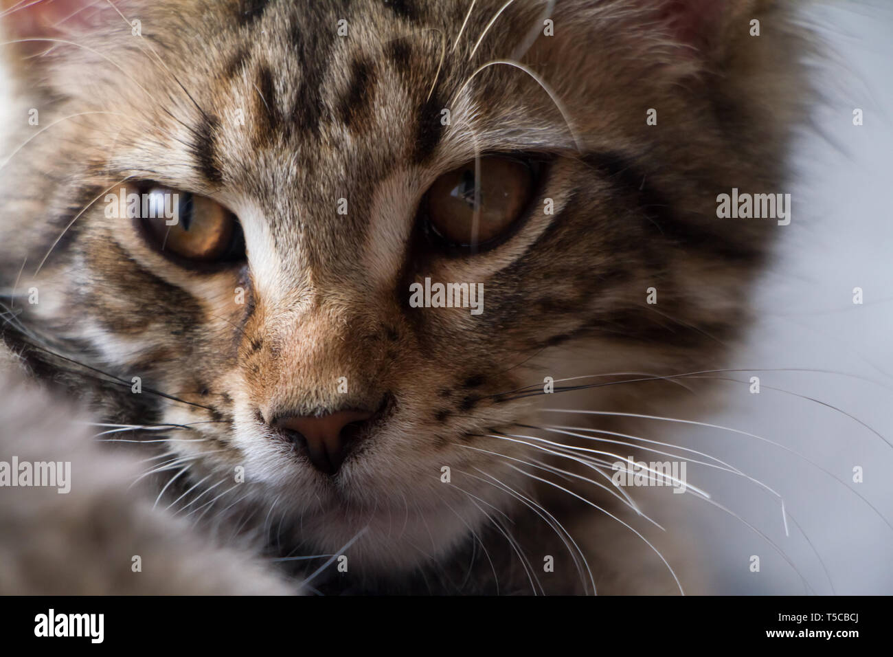 Extremely closeup portrait of domestic tricolor tabby Maine Coon kitten ...