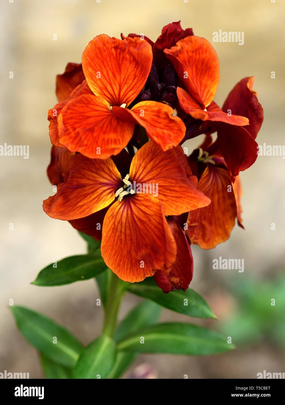 Wallflower hi-res stock photography and images - Alamy