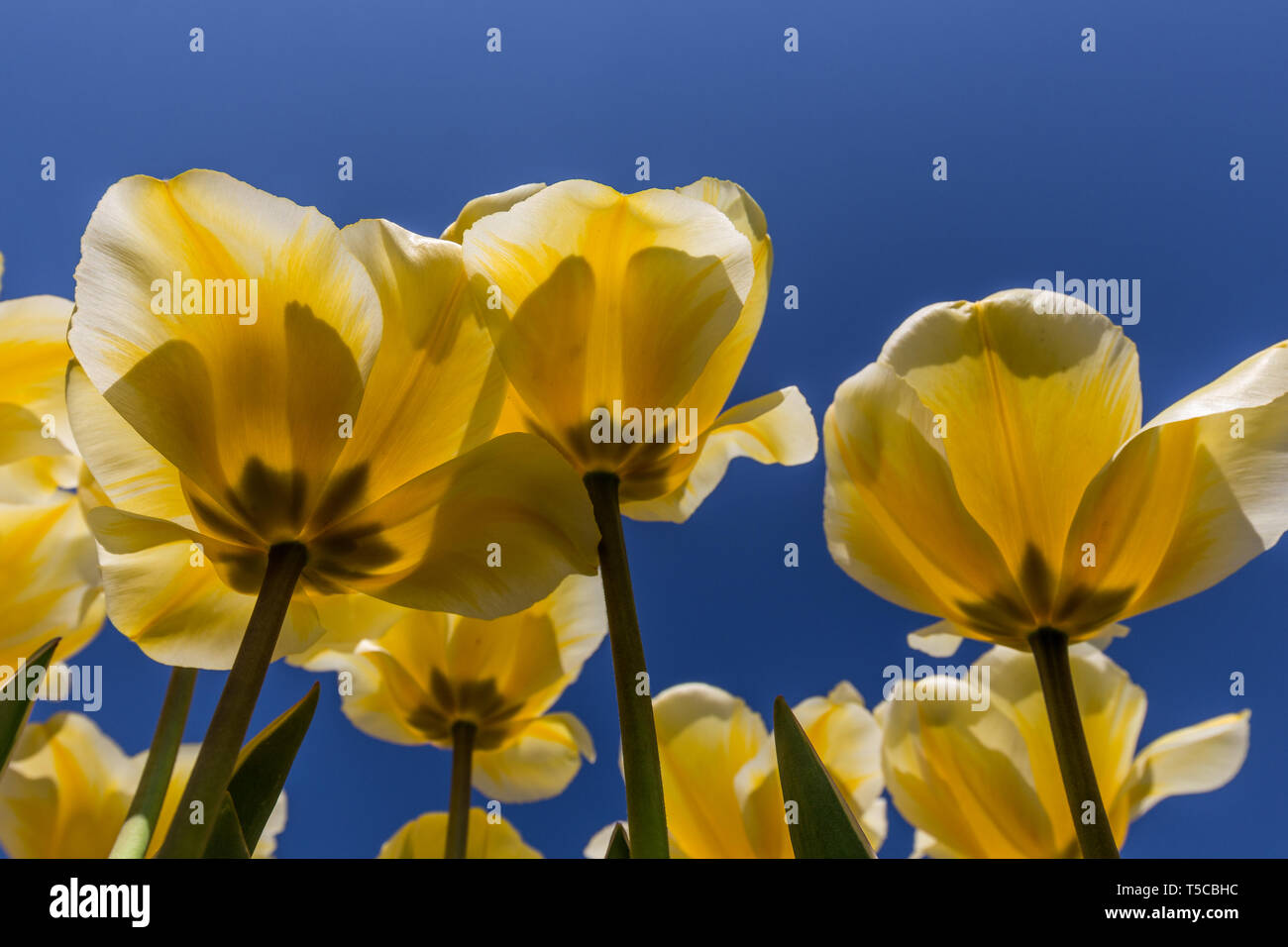 Yellow tulips, the Dutch national symbol seen from a low in angle in ...