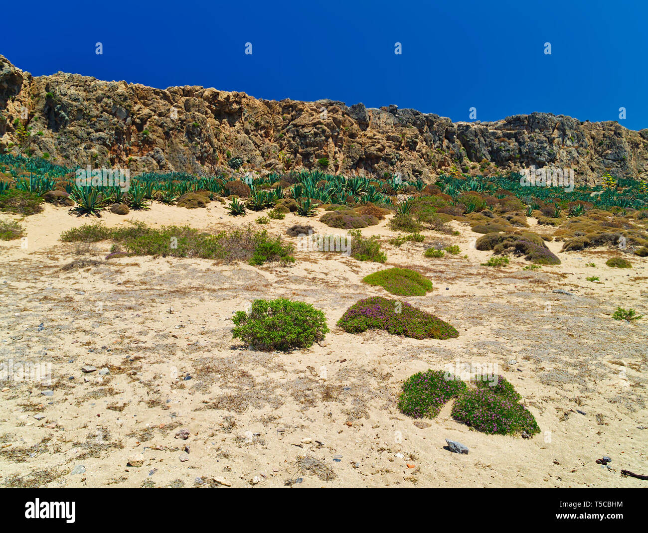 Landscape from Gramvousa island, Crete, Greece.Colorful bushes agave ...