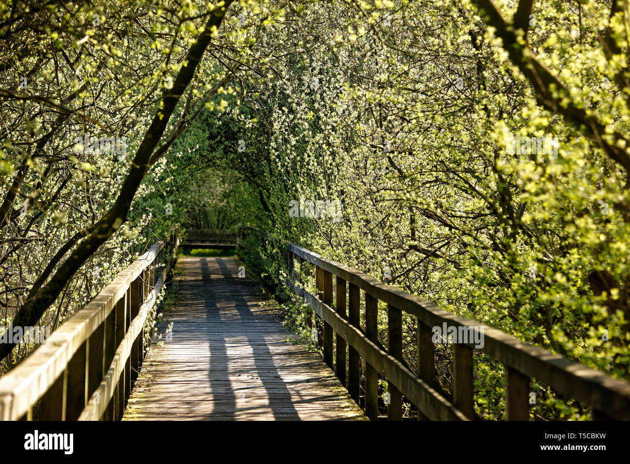 Winzlar,Wilhelmstein Insel am Steinhuder Meer,Deutschland.Bridge and ...