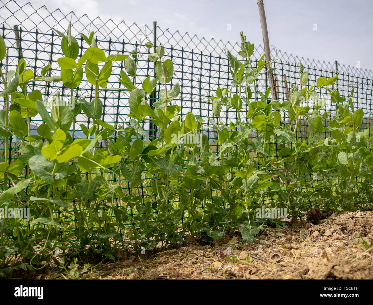 Pea plants growing in garden, allotment Stock Photo - Alamy
