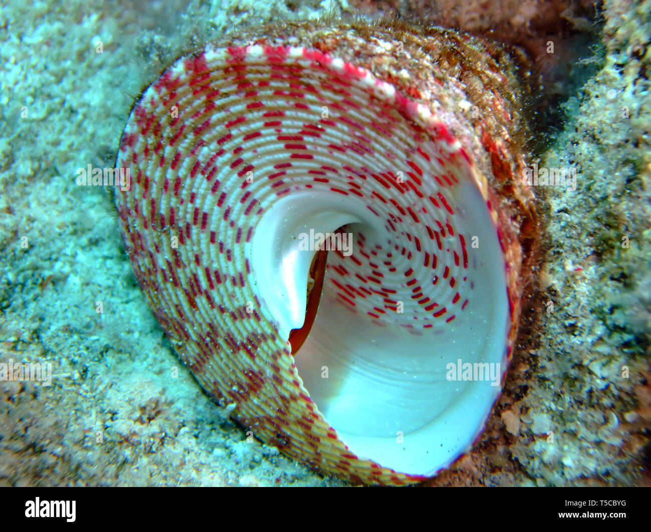 Red Sea Topshell (Tectus dentatus)Taking in Red Sea, Egypt Stock Photo ...