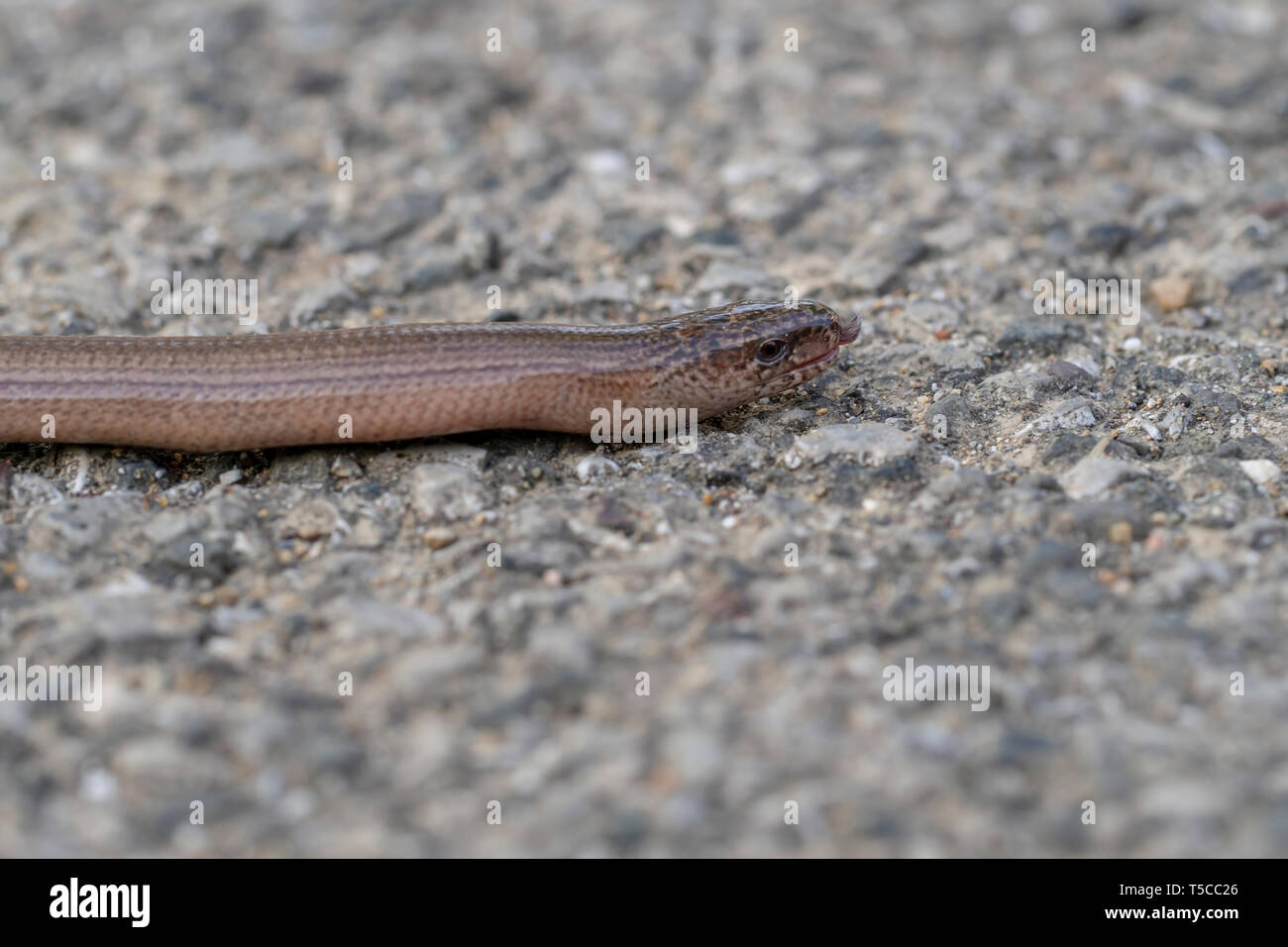Slowworm aka slow worm or blindworm, Anguis fragilis, face profile with ...
