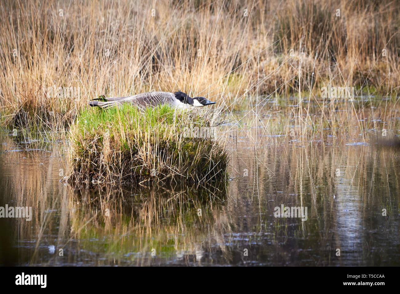 Canada Goose ( Branta Canadensis ) Sitting On Nest With Eggs In A Swamp ...