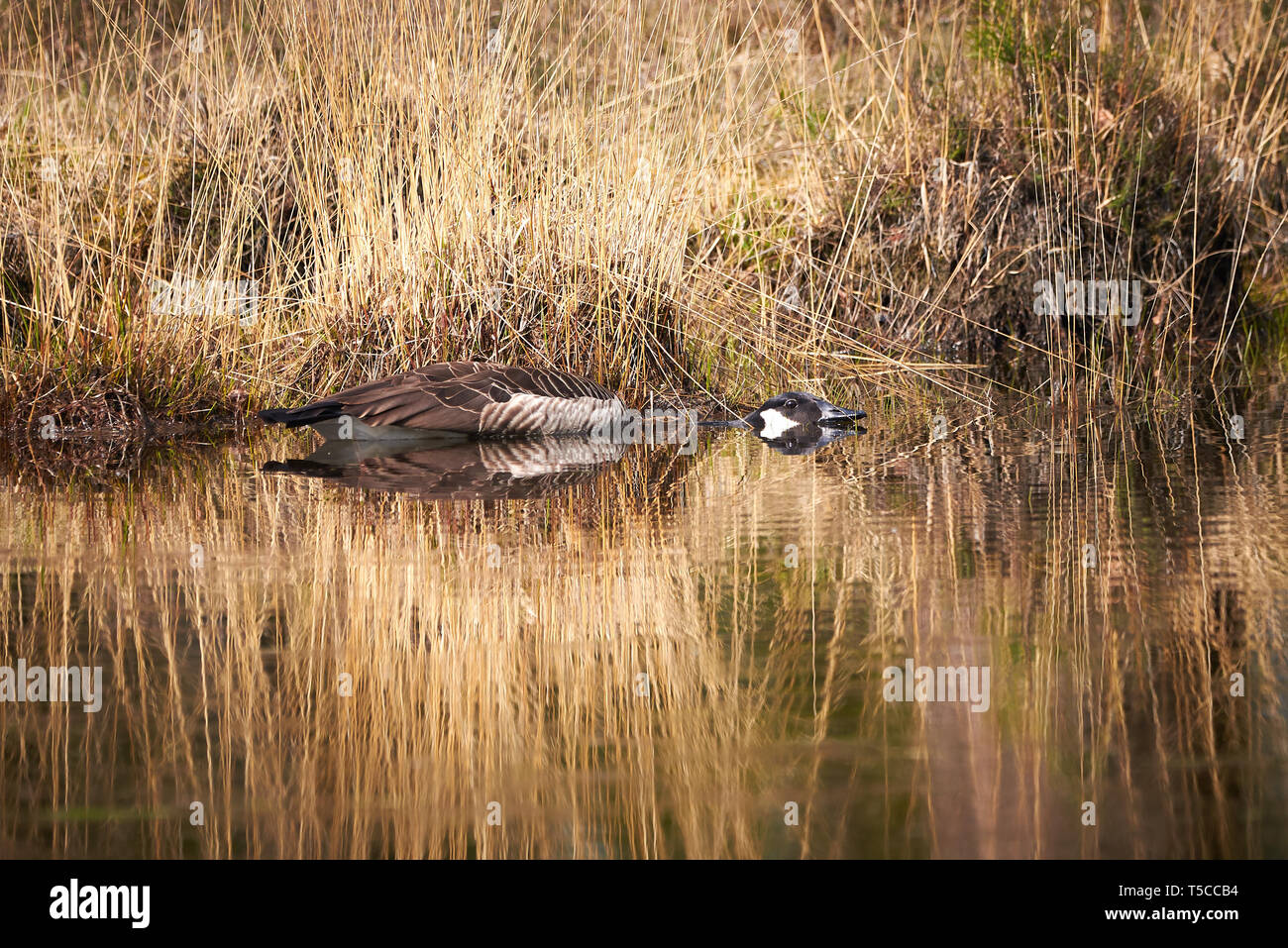 Hiding goose hi-res stock photography and images - Alamy