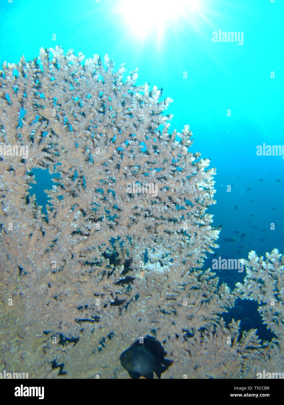 Acropora pharaonis hi-res stock photography and images - Alamy