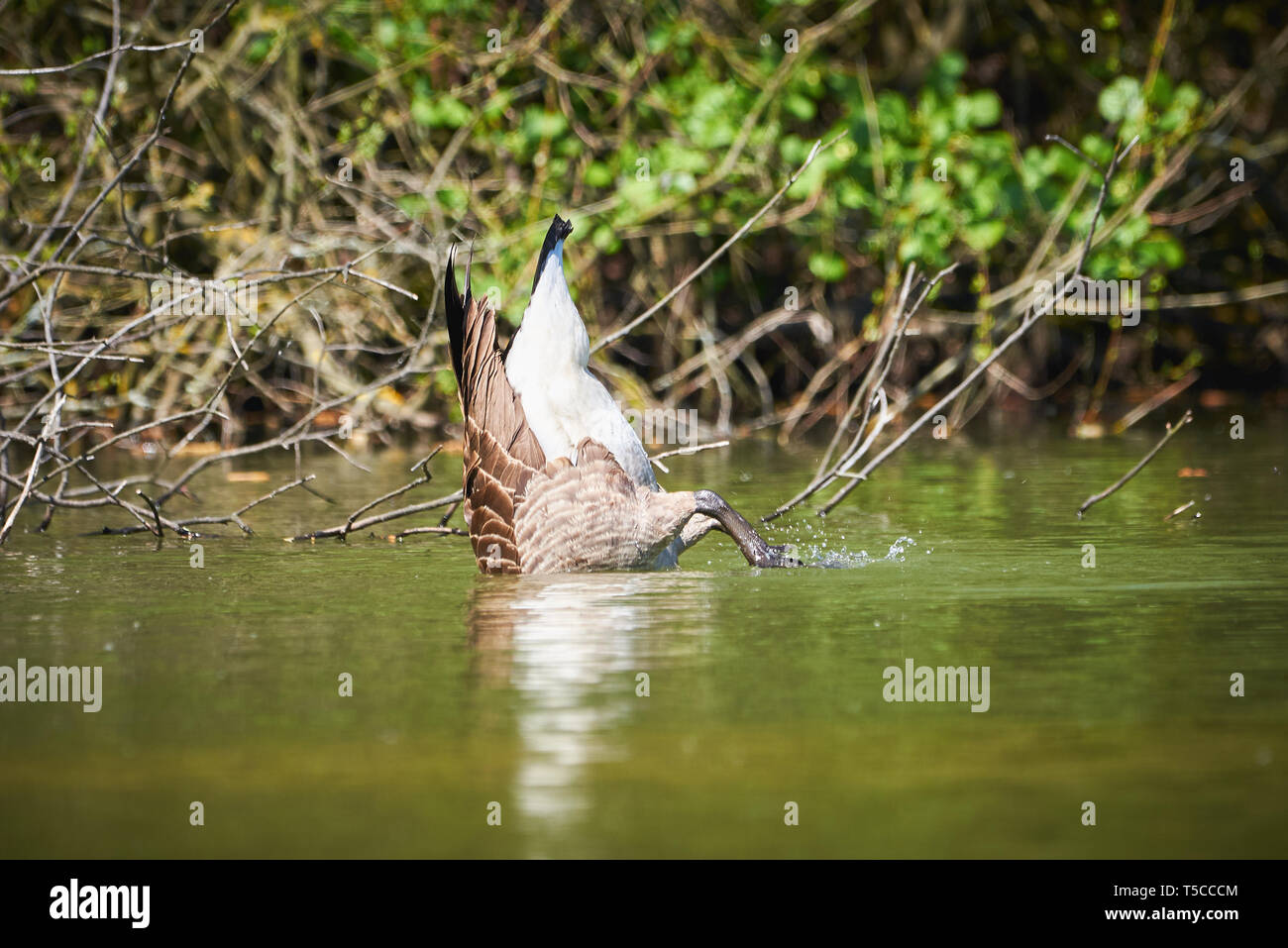 Canada Goose ( Branta Canadensis ) Searching For Food Underwater Stock ...
