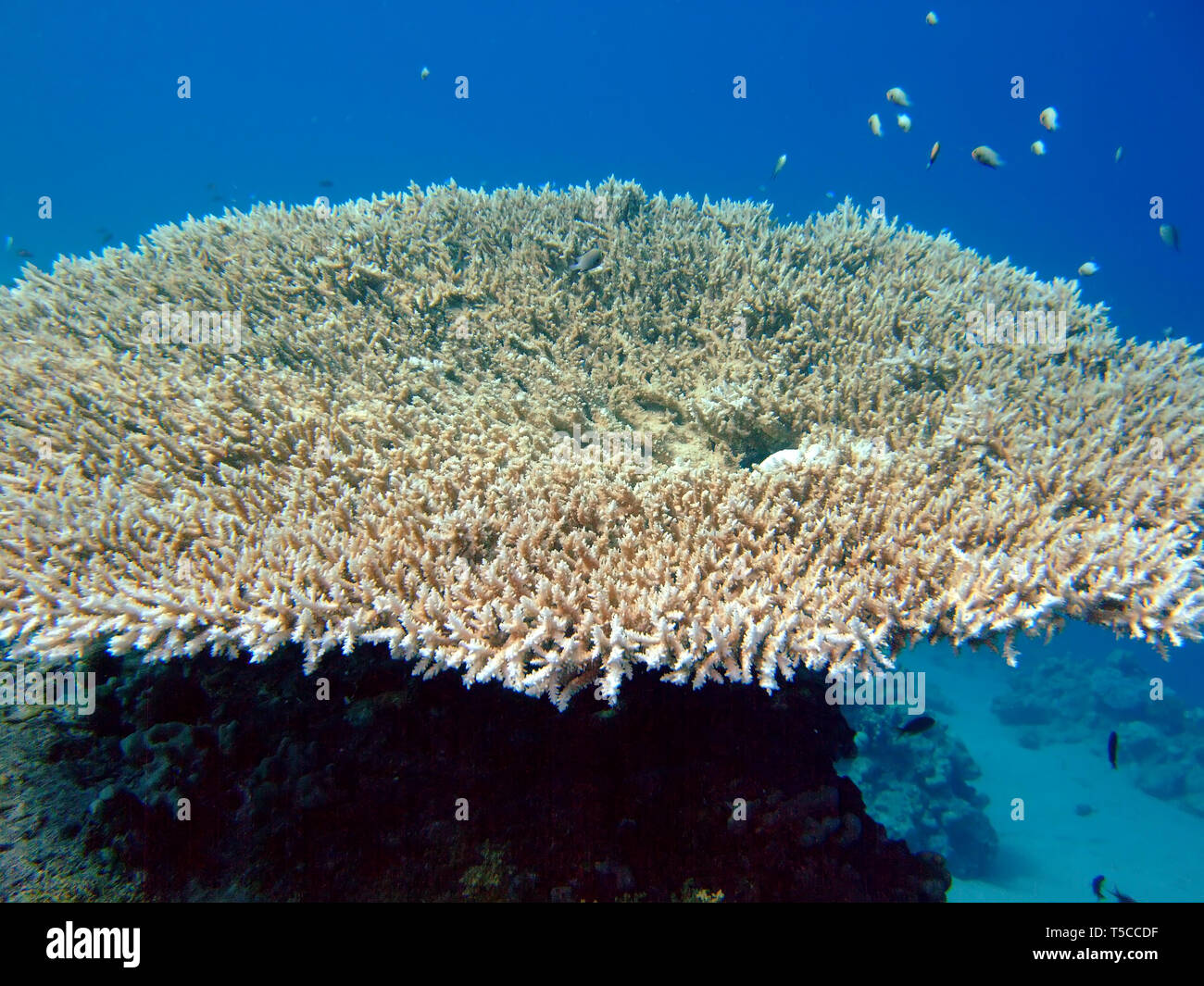 Acropora (acropora pharaonis) red sea hi-res stock photography and ...