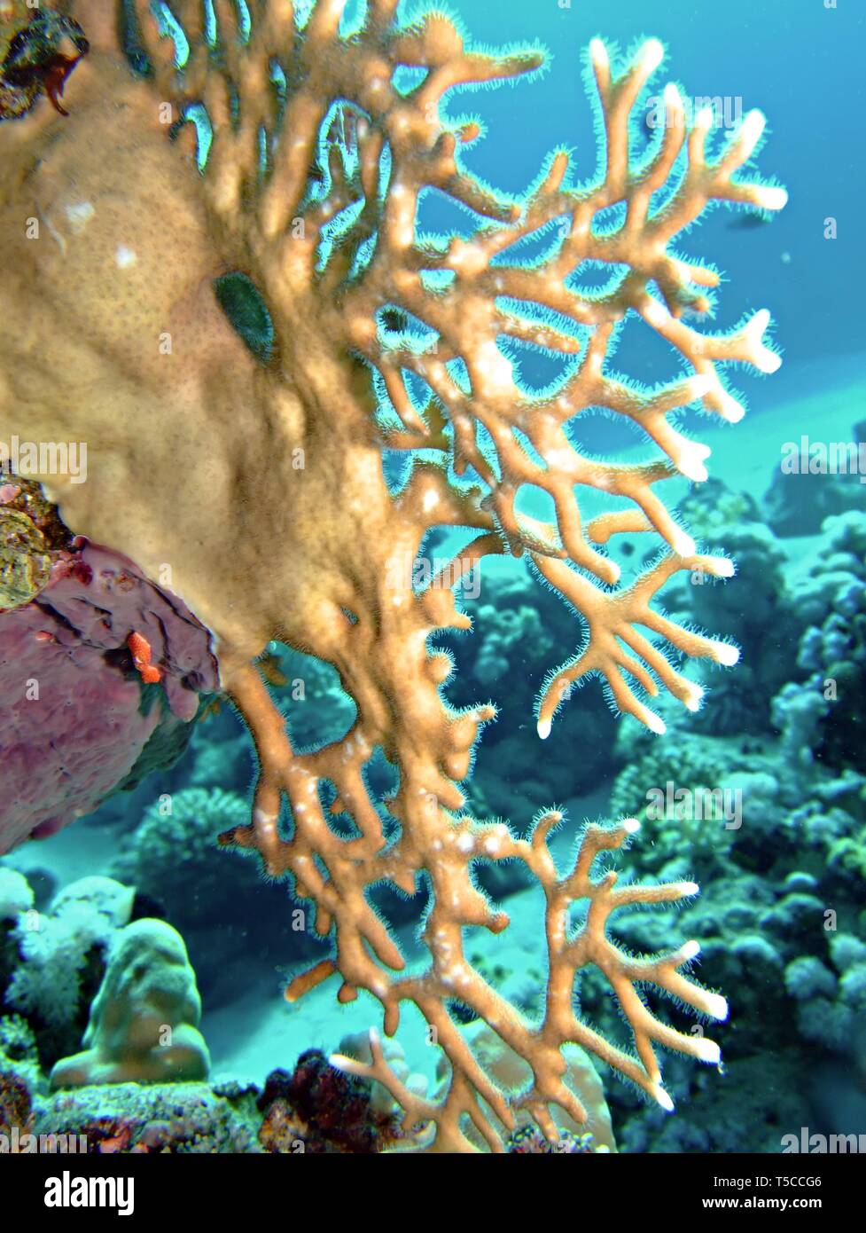 Net Fire Coral (Millepora dichotoma) Taking in Red Sea, Egypt Stock ...