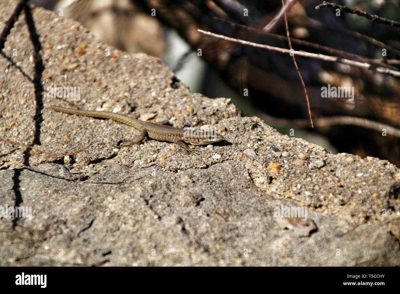 Beautiful sun lizards on a stone wall Stock Photo - Alamy