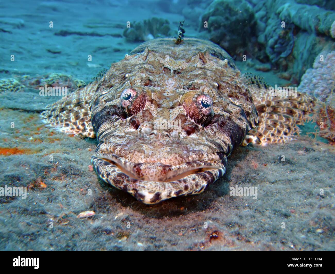 indian ocean crocodilefish (papilloculiceps longiceps Stock Photo - Alamy