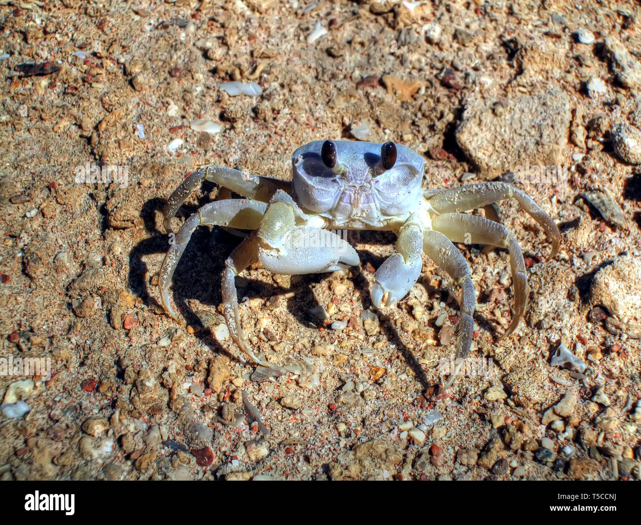 Red Sea Ghost Crab Ocypode Saratan Taking In Red Sea Egypt Stock