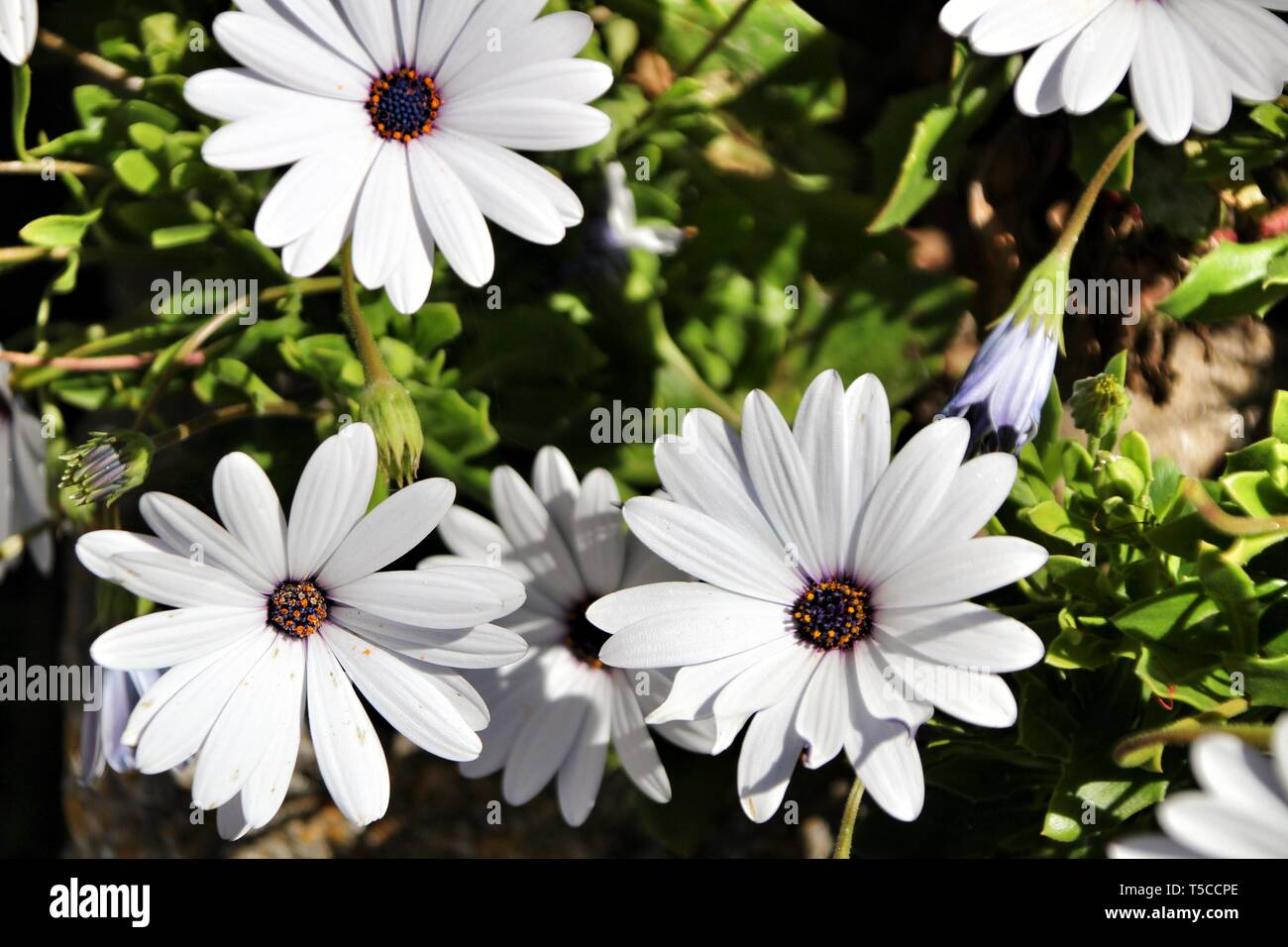 Beautiful dimorphoteca ecklonis flowers in the garden under the sun ...