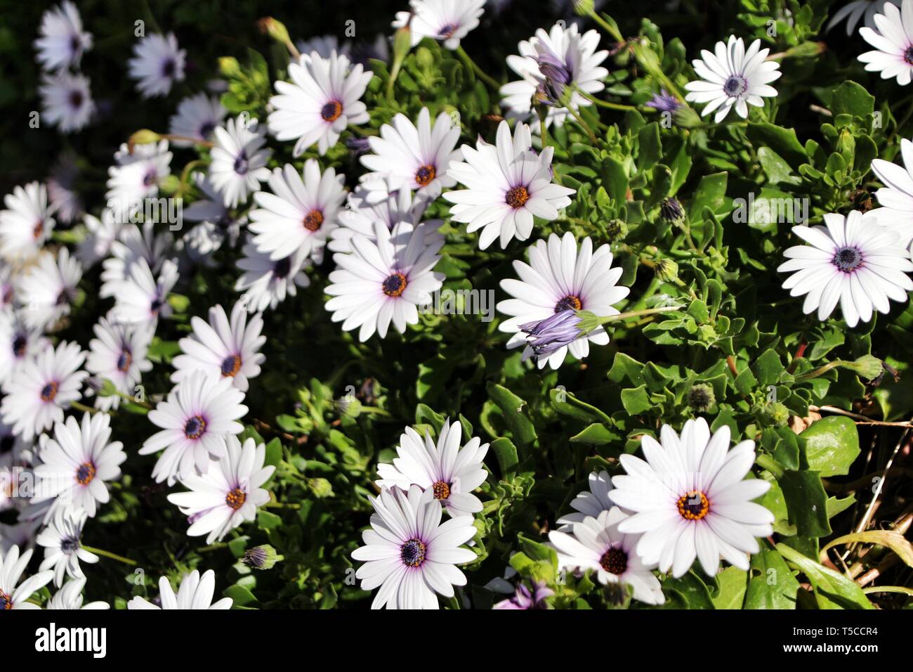 Dimorphoteca ecklonis hi-res stock photography and images - Alamy