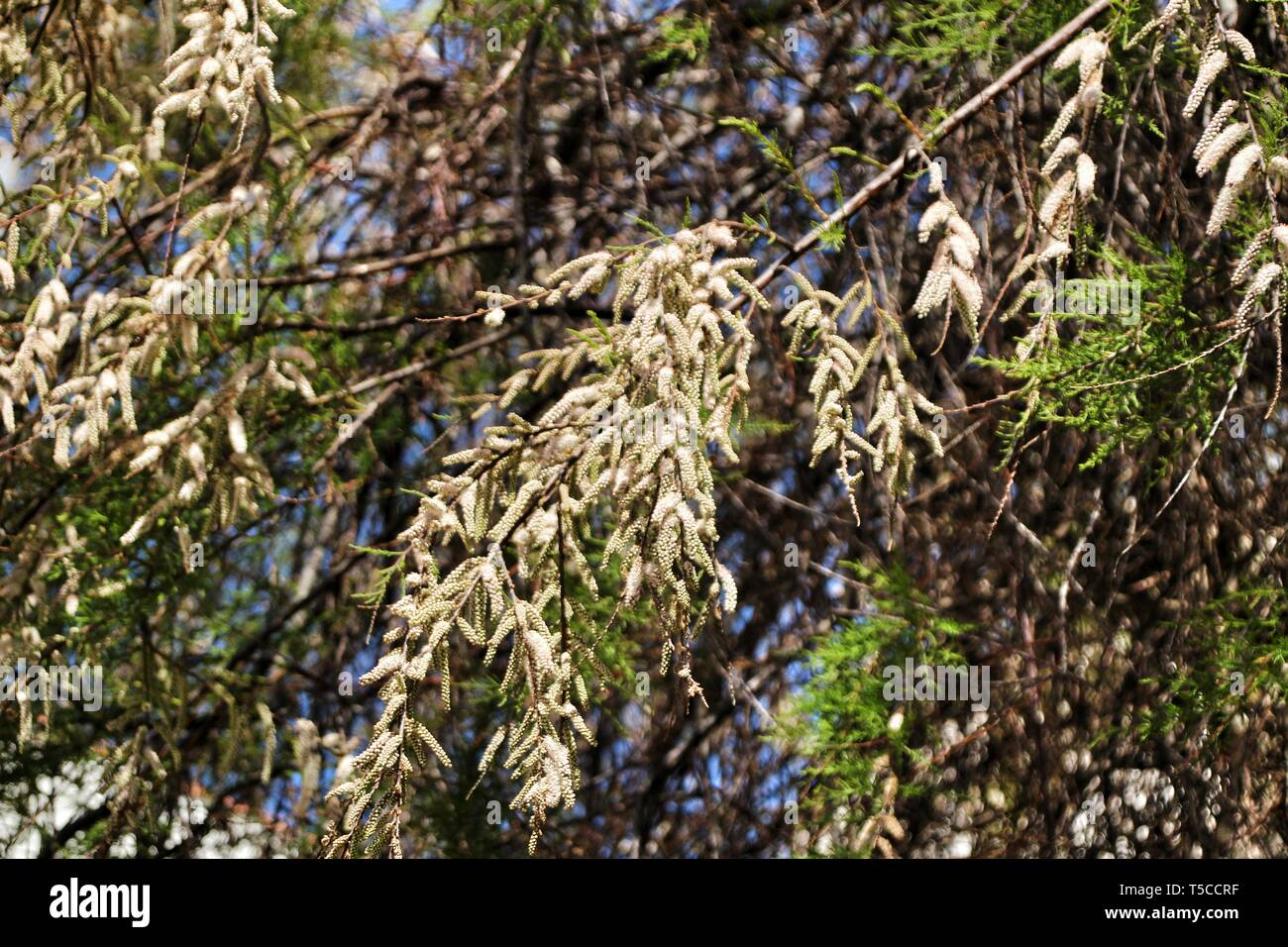 Beautiful Acacia tree in spring in the garden Stock Photo - Alamy