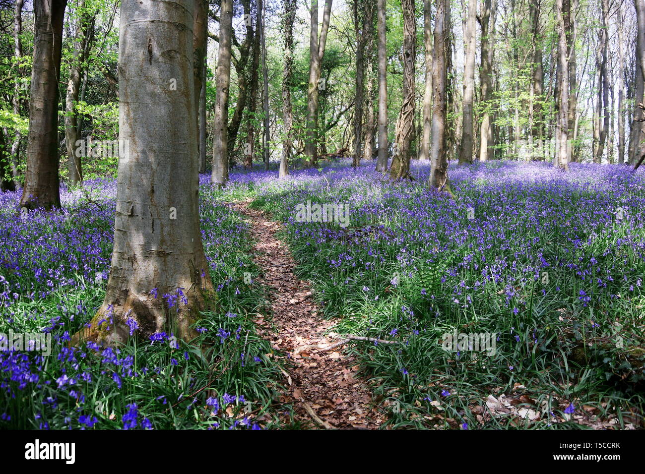 Bluebells display on the hottest UK Easter Monday on record Stock Photo ...