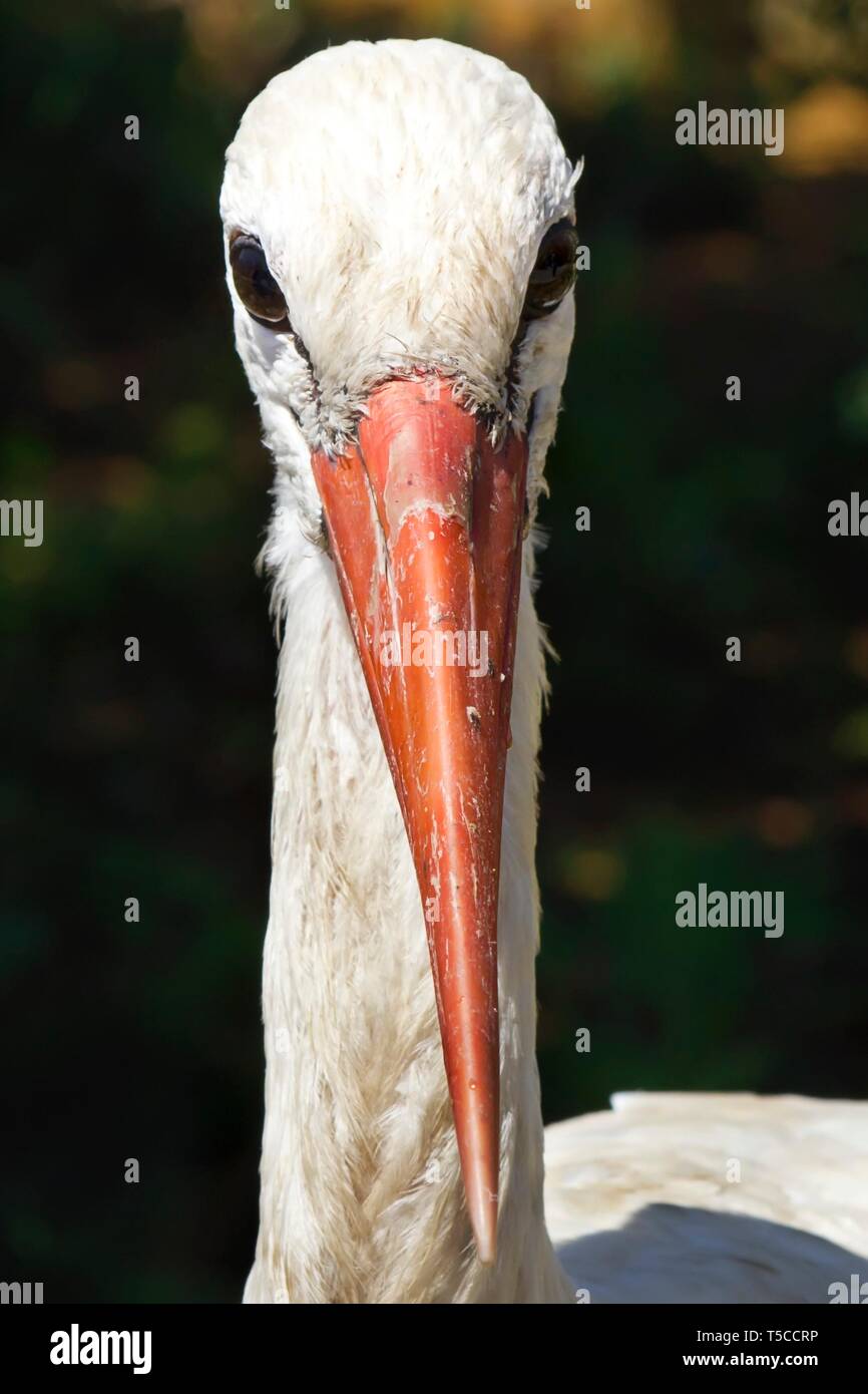 White Stork Bird Head Stock Photo - Alamy
